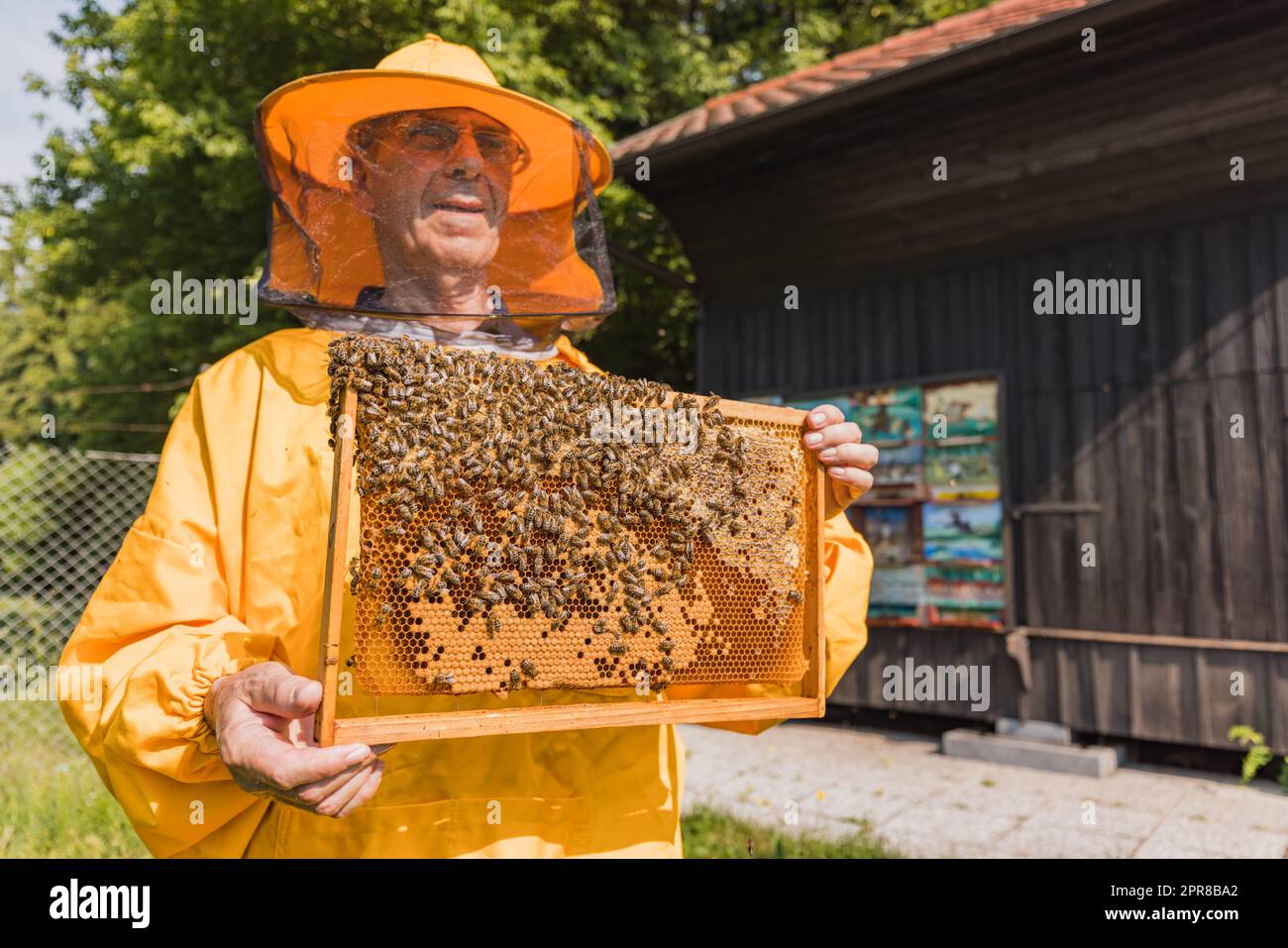 Beekeeper hands holding and inspecting a hive frame with a honeycomb ...