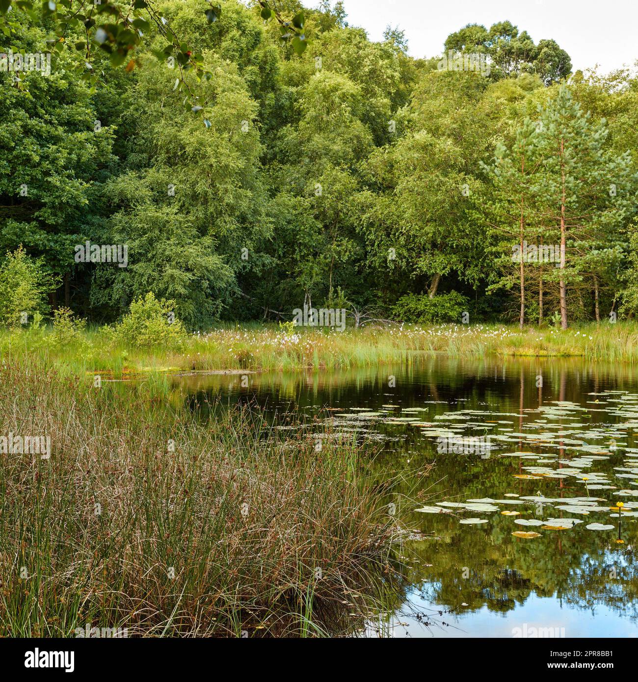 Bright scenic pond hi-res stock photography and images - Alamy