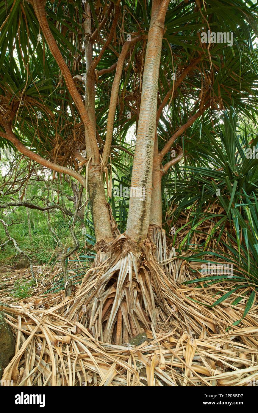 Hawaiian rain forest jungle hi-res stock photography and images - Alamy