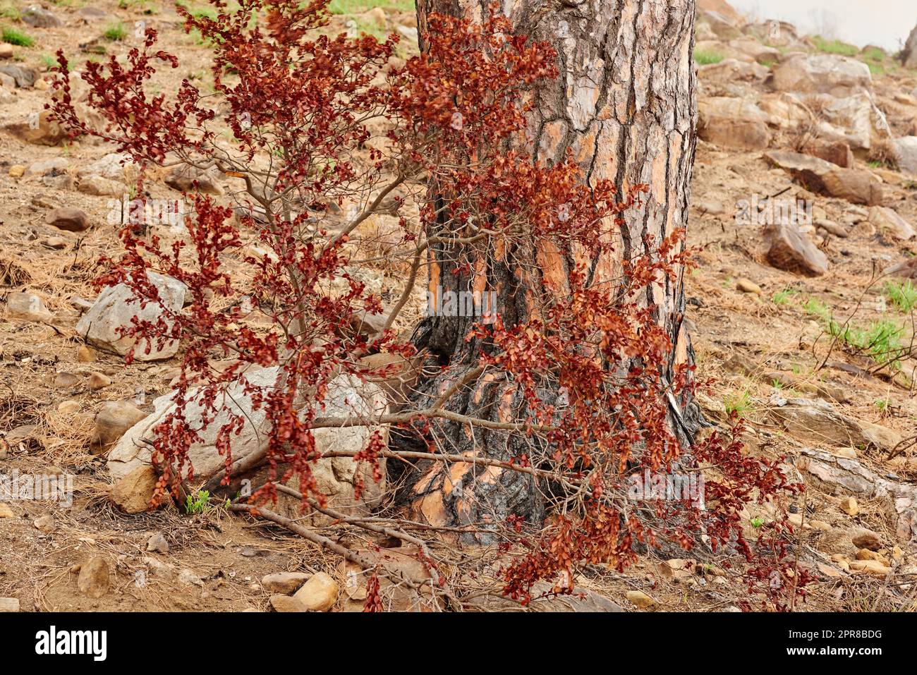 Closeup of bright red leaves growing on branches against a scorched ...