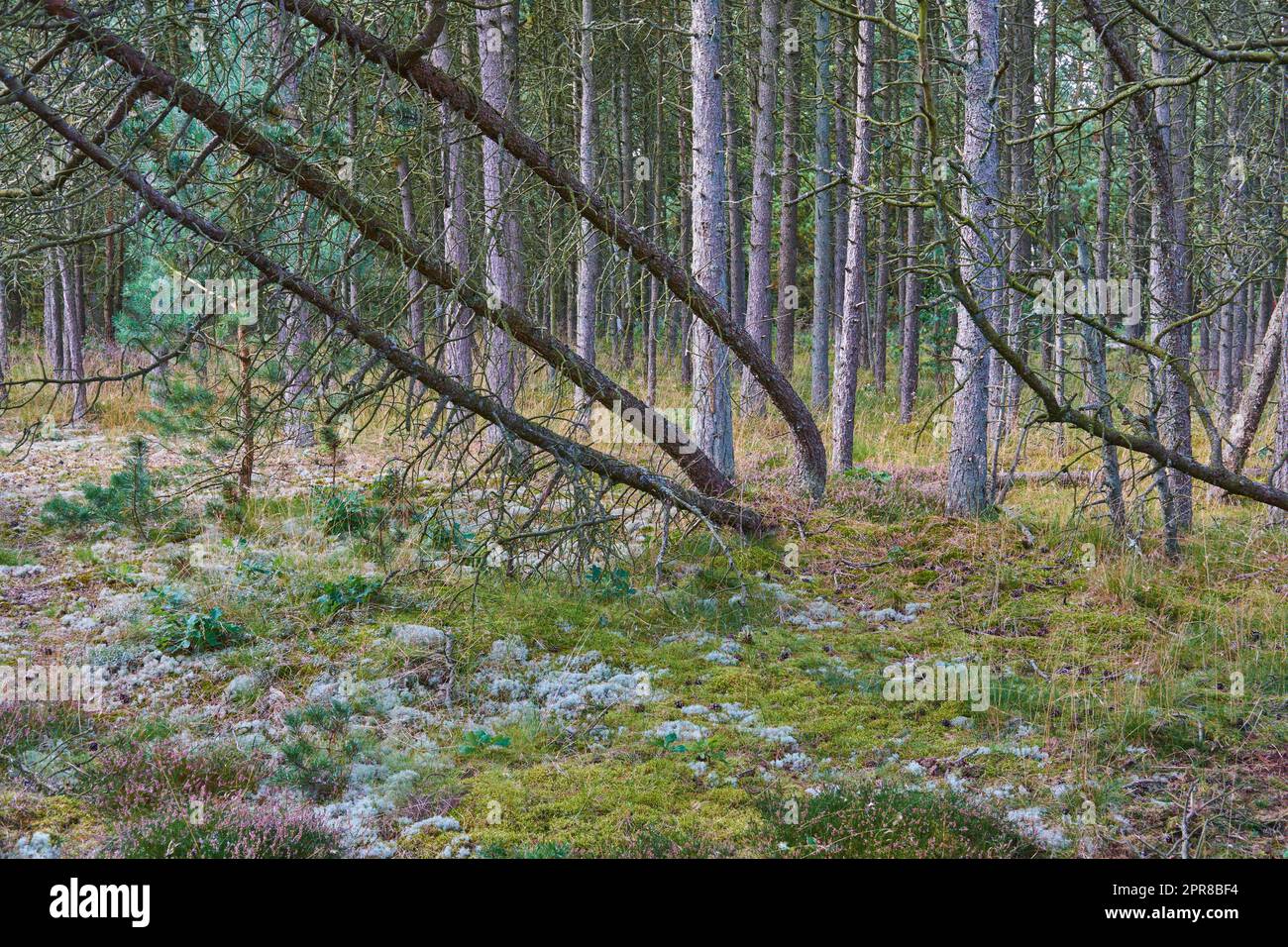 Forest with fallen trees and green plants. Landscape of many pine tree ...