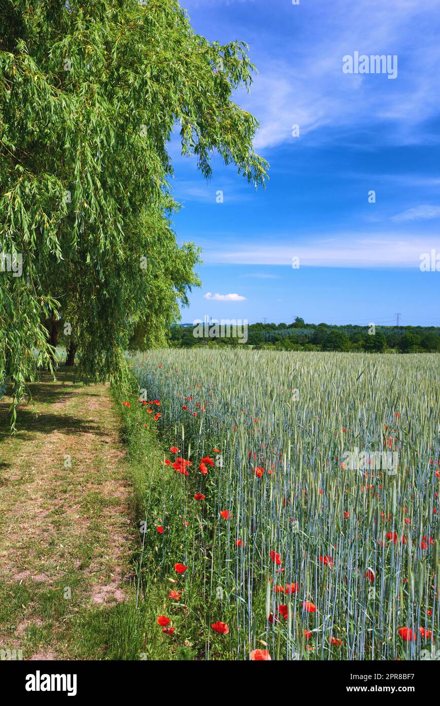 Colourful field of flowers hi-res stock photography and images - Alamy