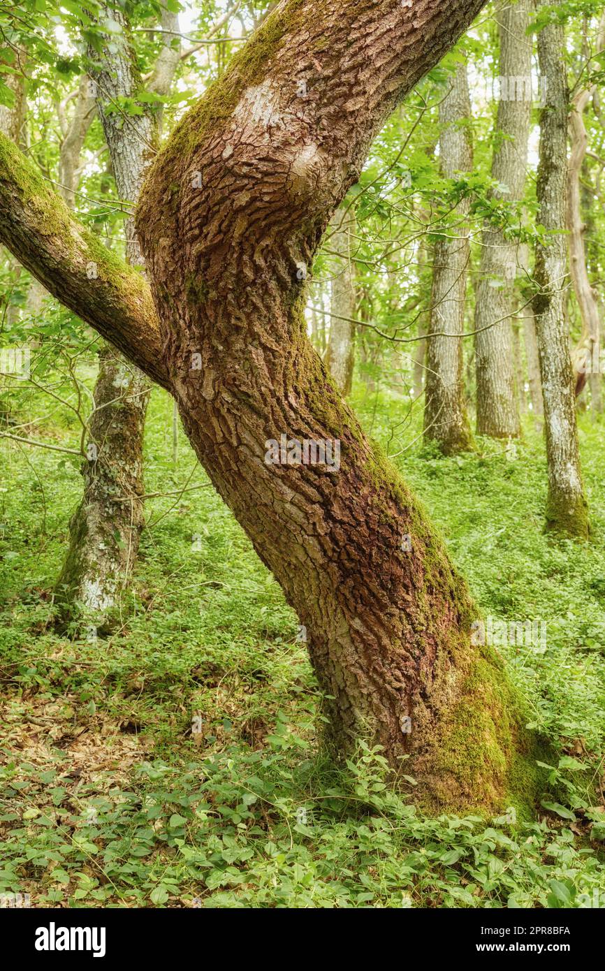 Stump big tree hi-res stock photography and images - Alamy