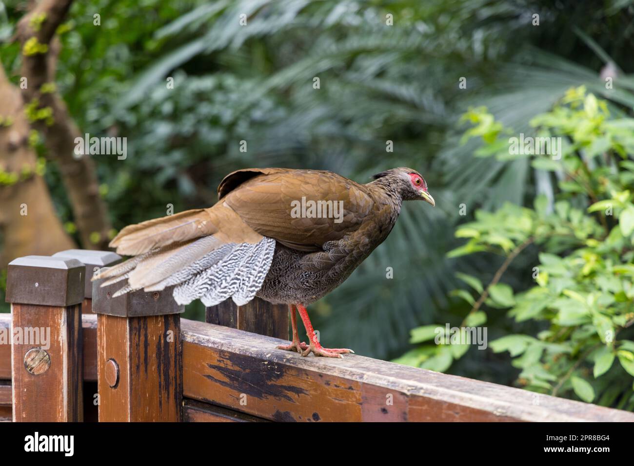 Lophura edwardsi at zoo park Stock Photo - Alamy