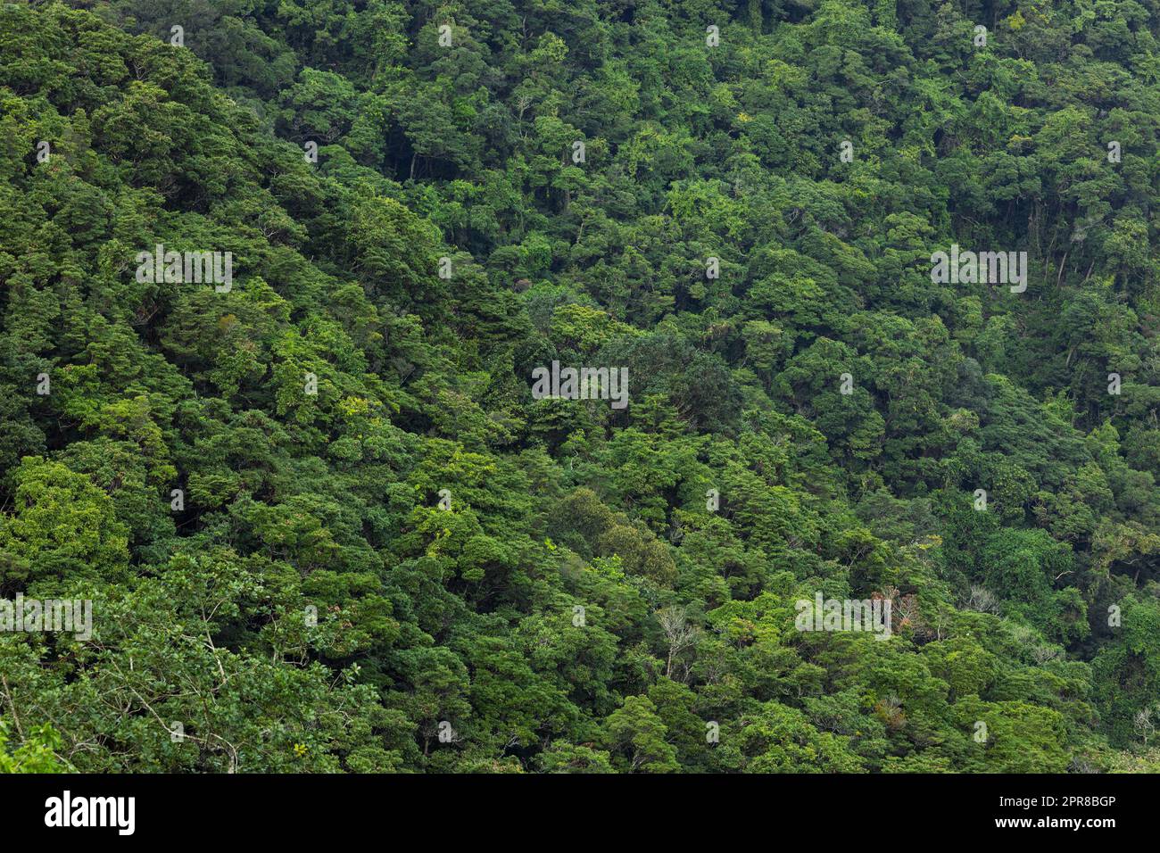 Aerial view of green lush forest Stock Photo - Alamy Aerial view of green lush forest Stock Photo - Alamy