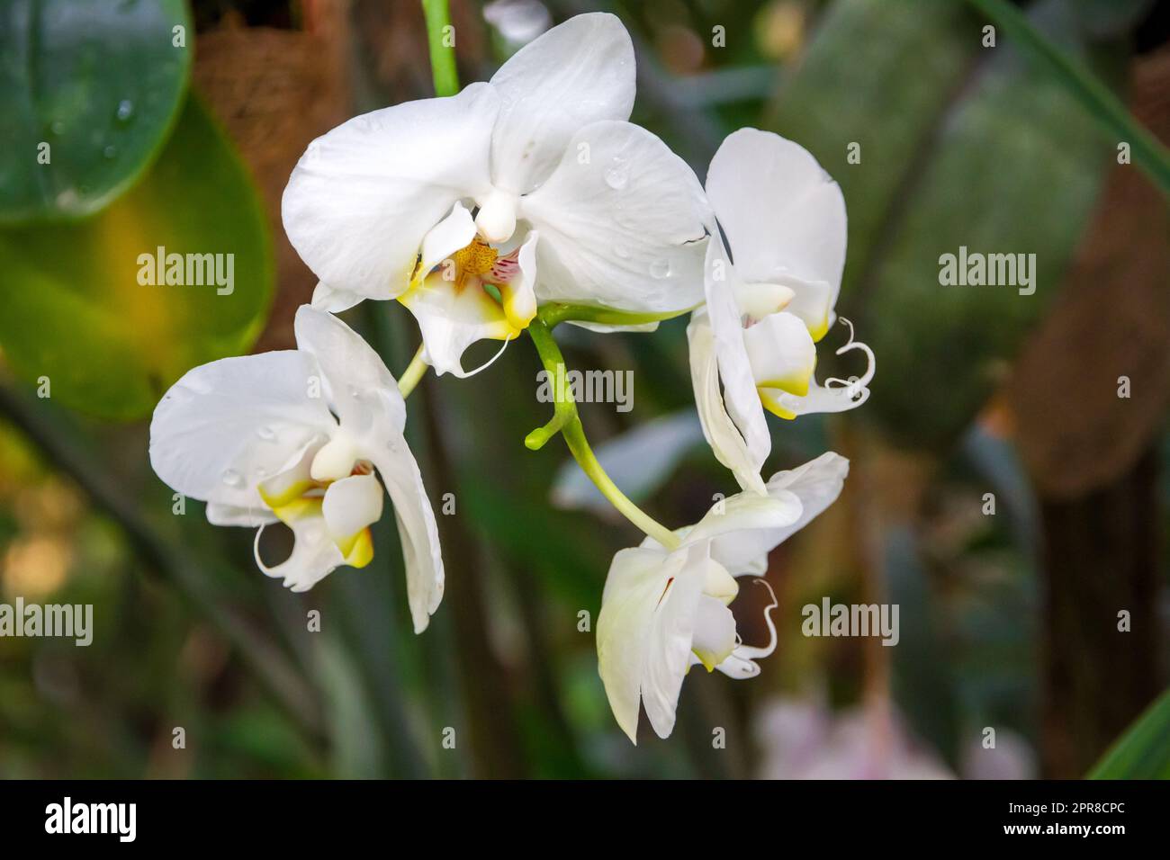 Phalaenopsis amabilis hi-res stock photography and images - Alamy