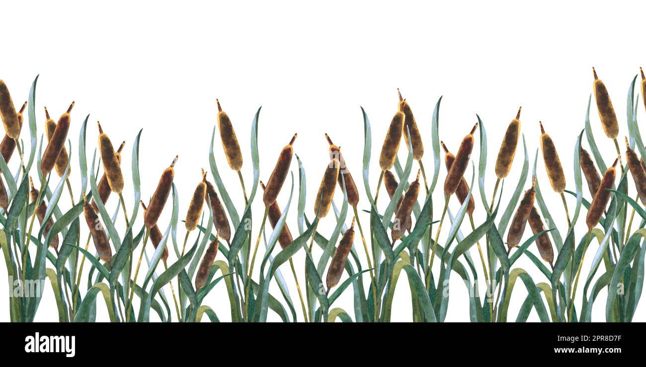 Silhouettes of river reeds, watercolor frame. hand painted seamless ...