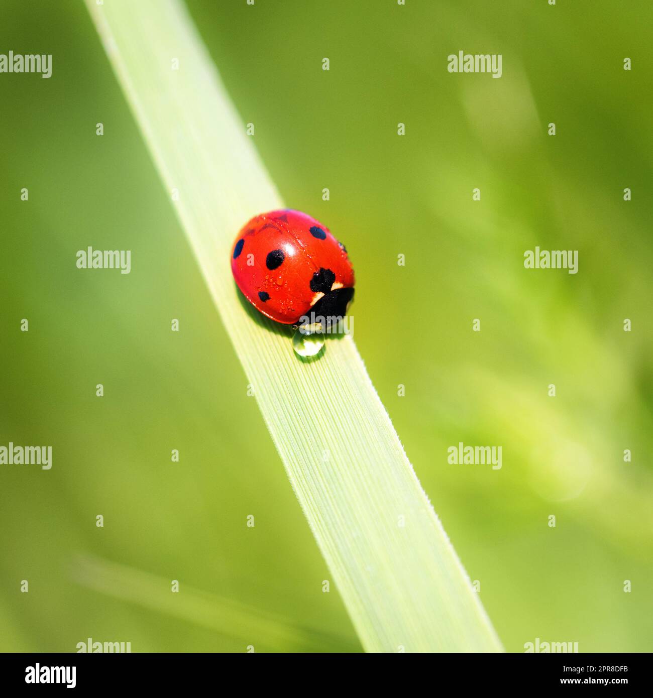 Horizontal blade hi-res stock photography and images - Alamy