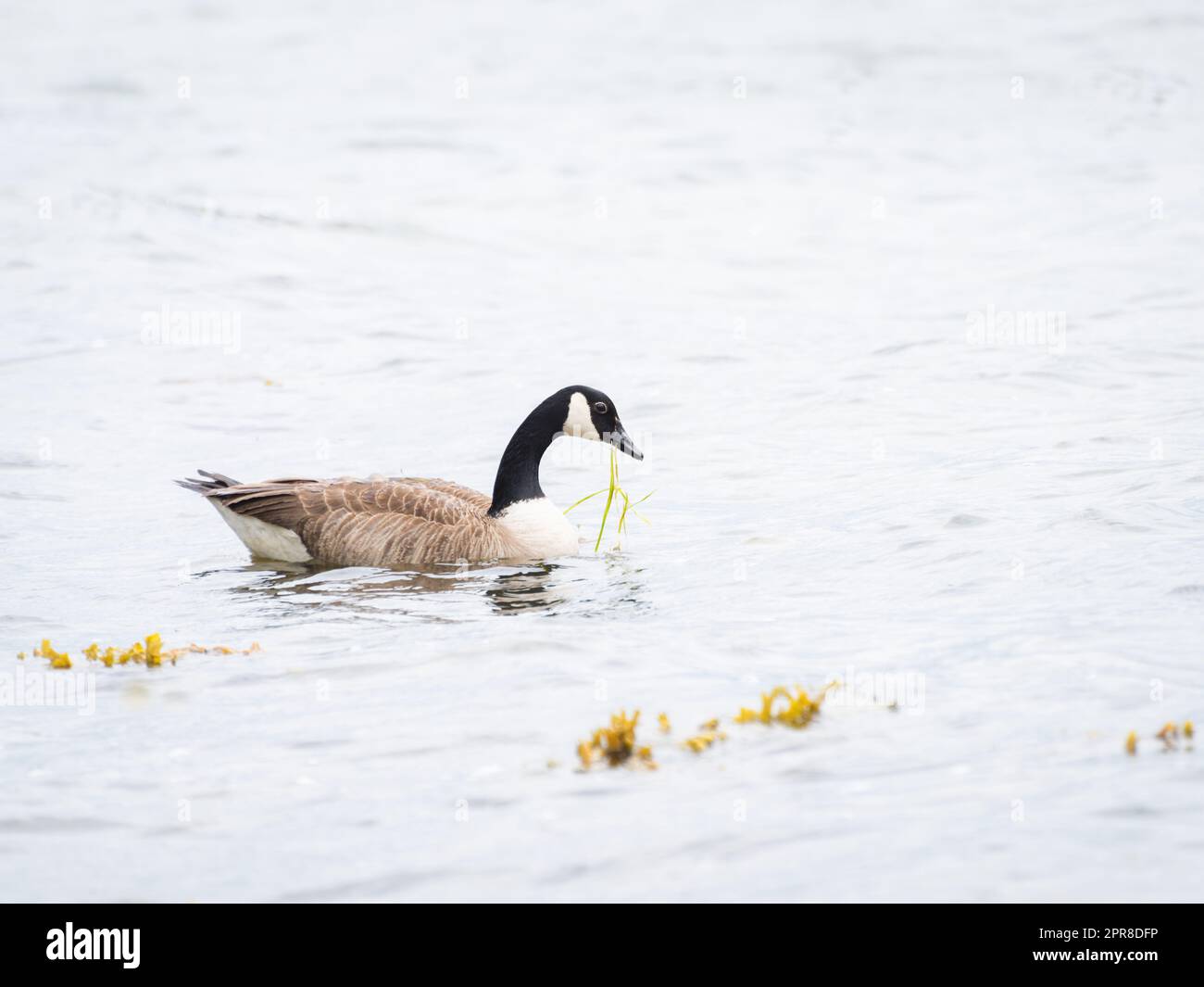 Canadian goose eating sea grass at baltic sea Stock Photo - Alamy