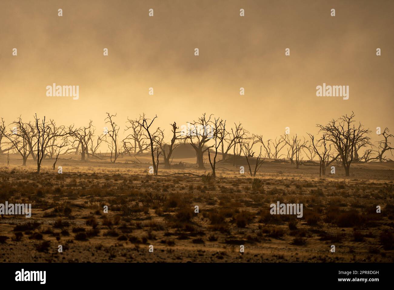 Heat haze in Sossusvlei Namibia Dead tree trunks in Death Valley Stock ...