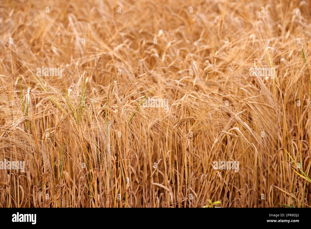 Outdoors texture hi-res stock photography and images - Alamy