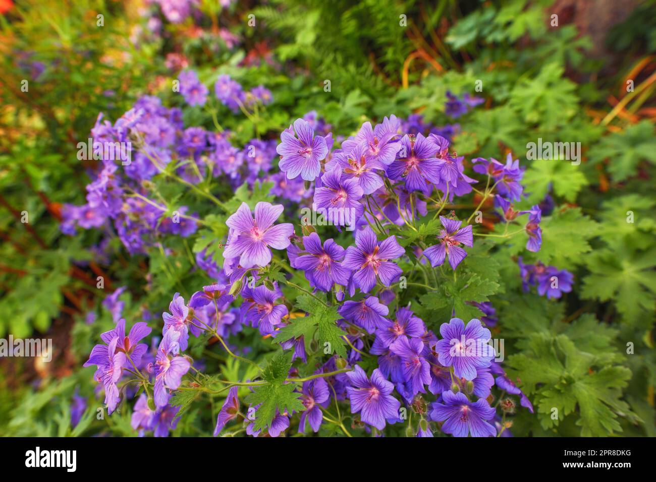 Closeup of a beautiful garden with a Wood Cranes Bill flowers and green ...