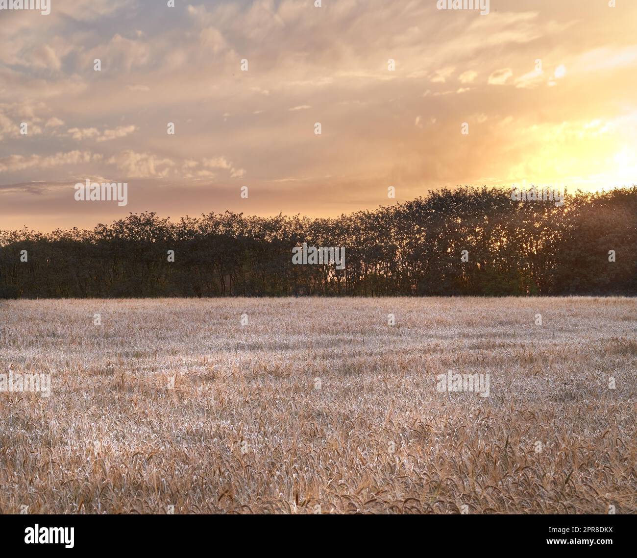 Swamp field hi-res stock photography and images - Alamy