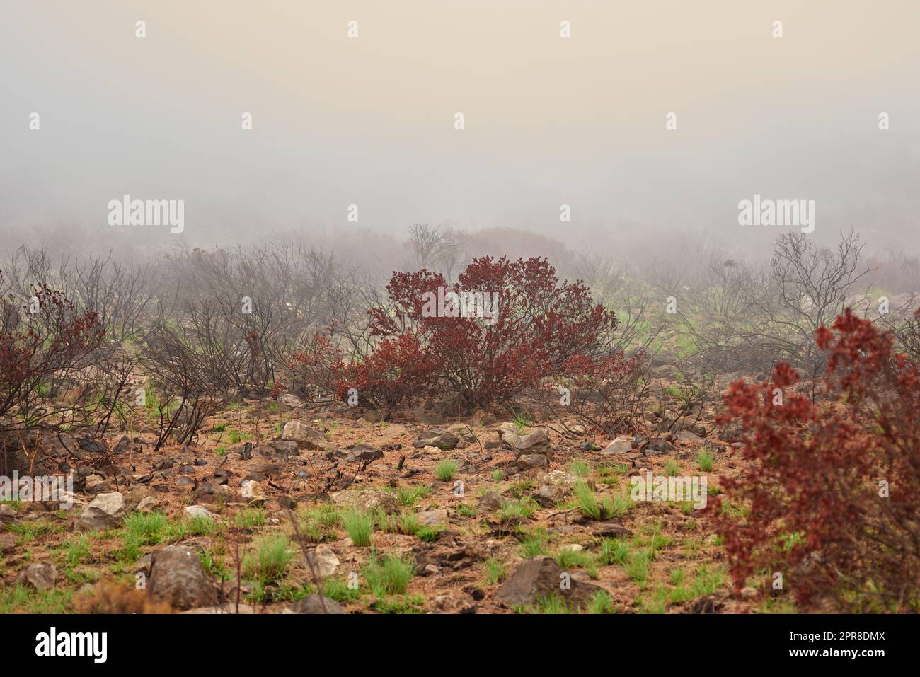 Wildfire spreading through nature on Lions head, Cape town. Trees ...