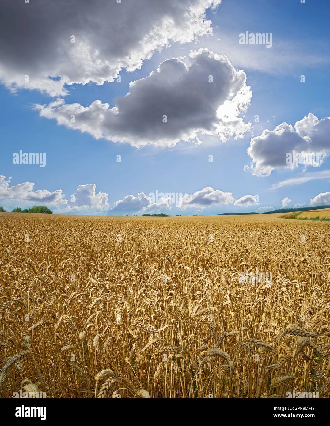Sun clearing clouds on a wheat farm with copyspace. Sun rays shining on ...