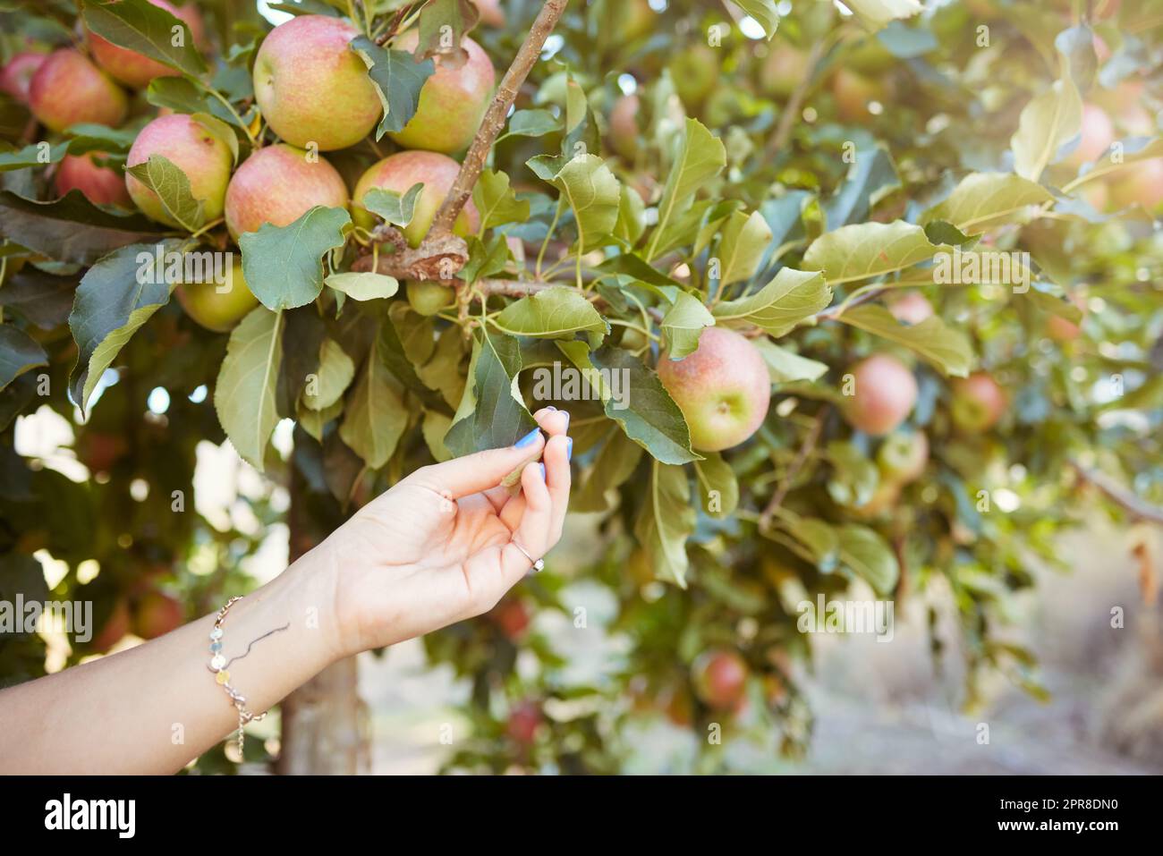 Hand of a farmer picking organic apples on a sustainable farm ...
