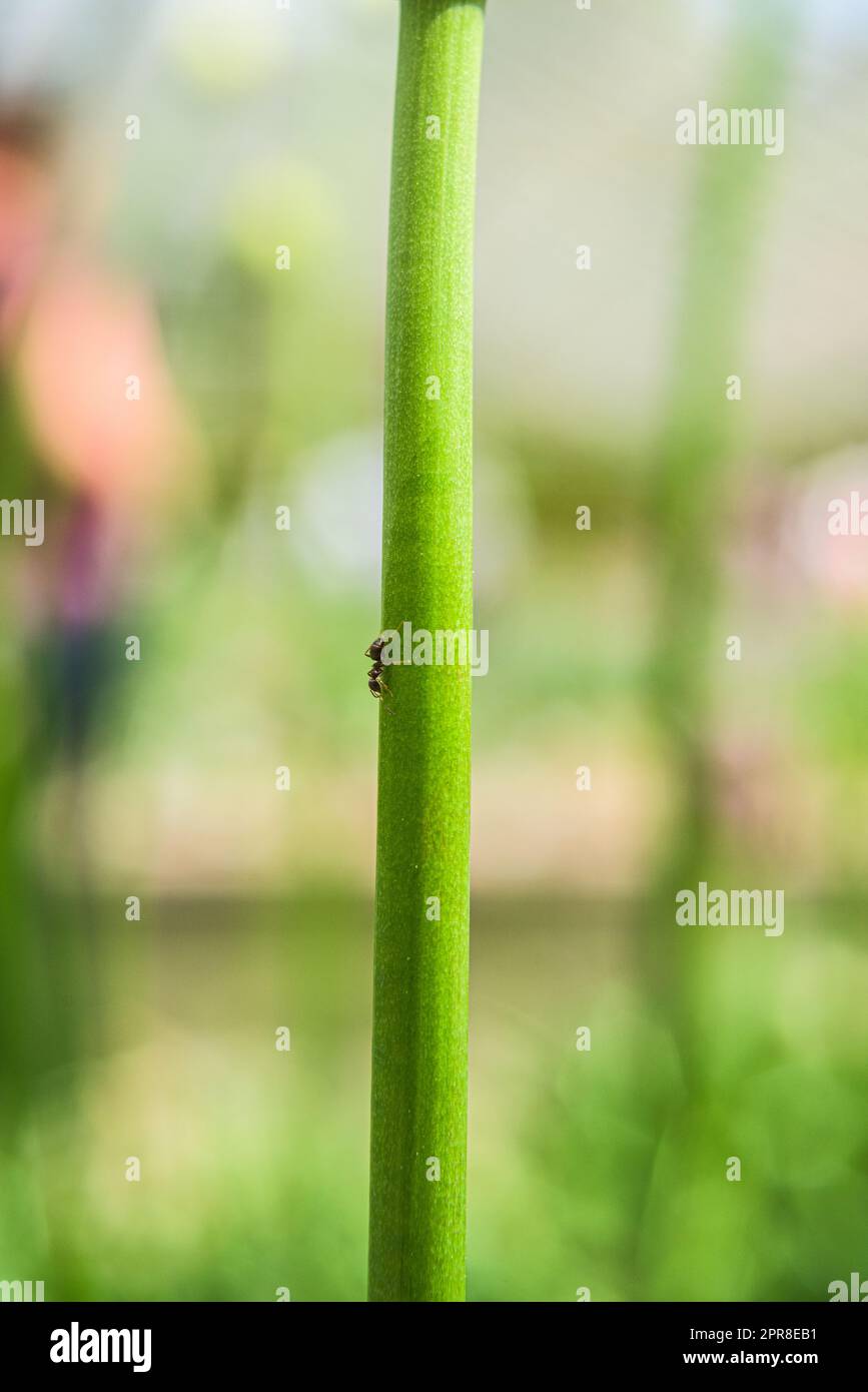 An ant climbing down the stem of a flower Stock Photo - Alamy