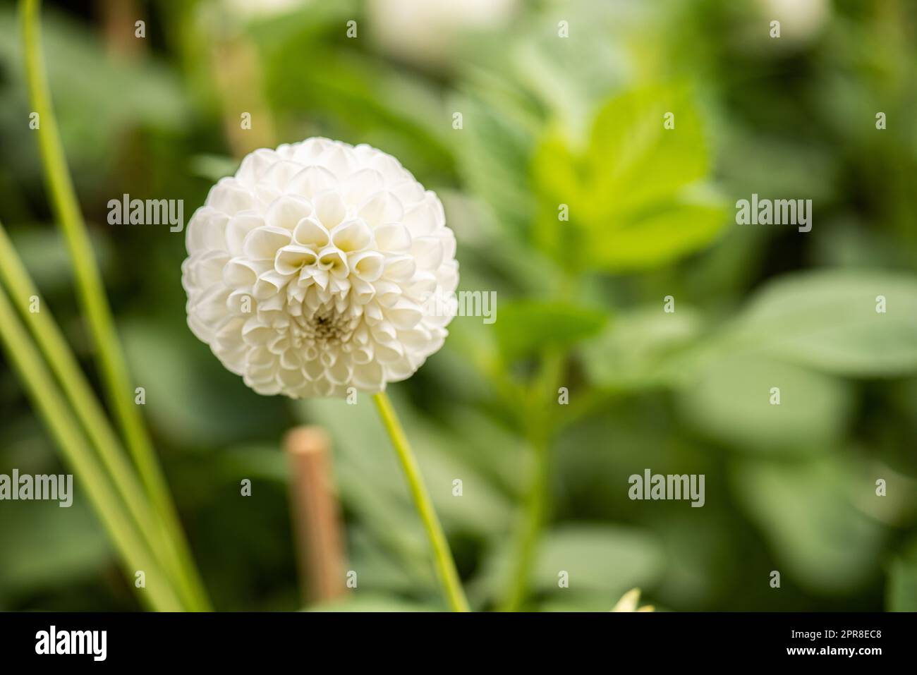 Pink dalia daisy flower hi-res stock photography and images - Alamy