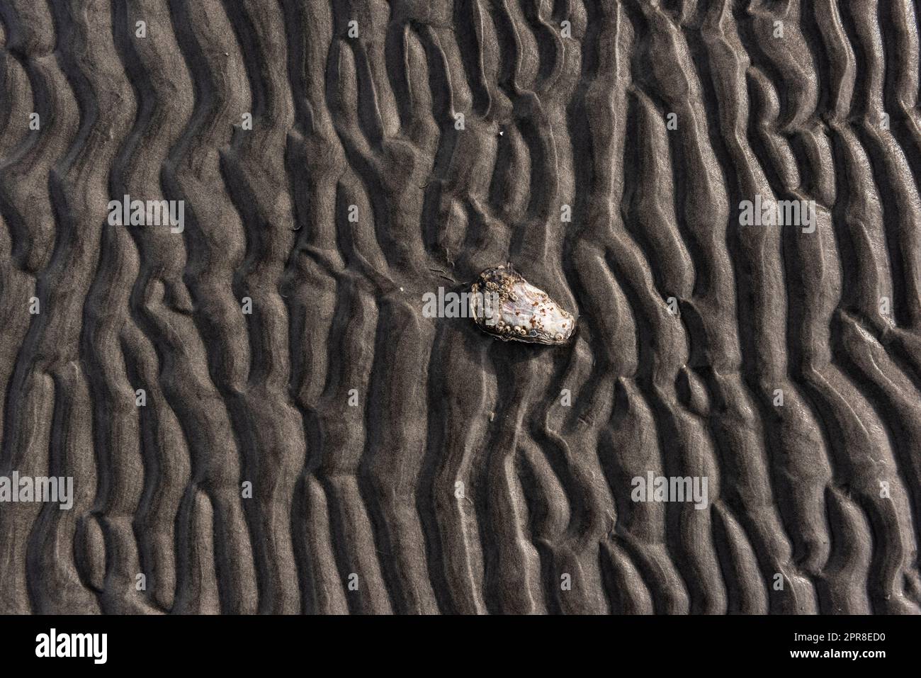 Wavy pattern of sand on a beach with a lonely shell Stock Photo - Alamy