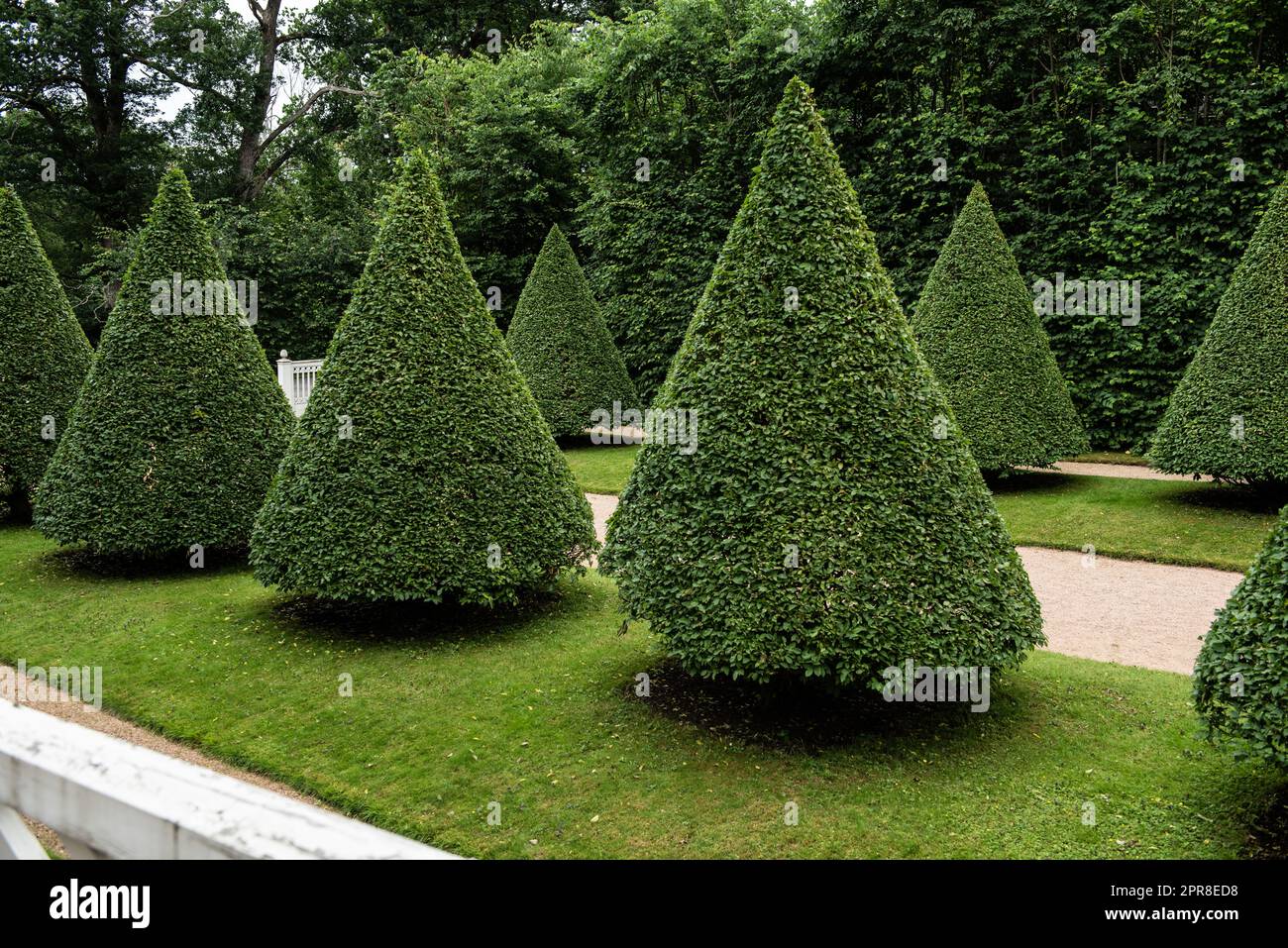 Round green bushes in a park cut in a triangle shape Stock Photo - Alamy