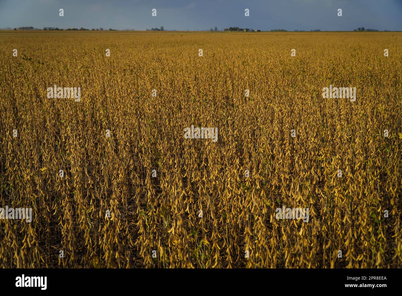 Soybean in a drought-stricken field near Firmat. Soybean reaching half ...