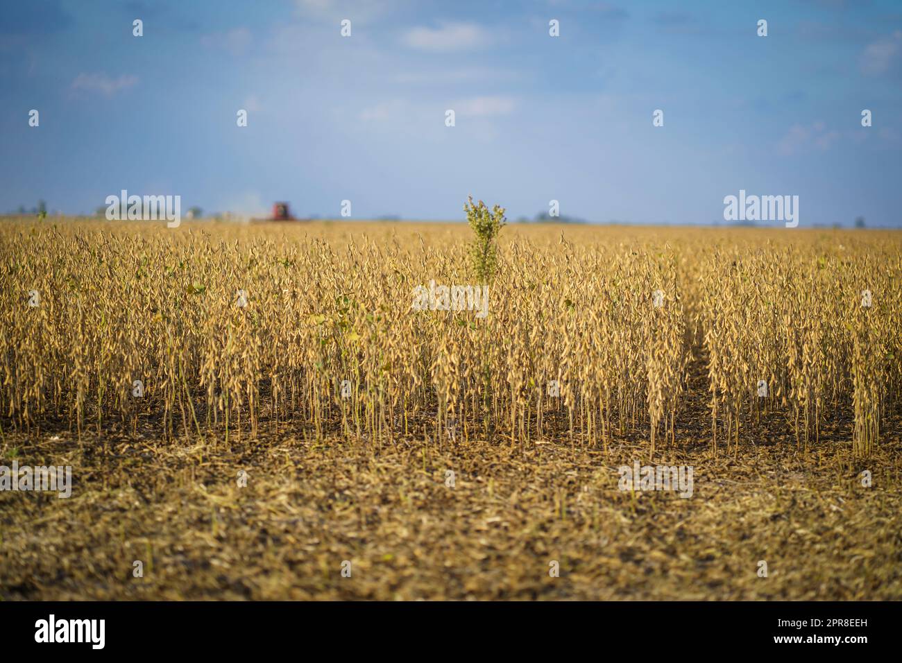 Soybean in a drought-stricken field near Firmat. Soybean reaching half ...
