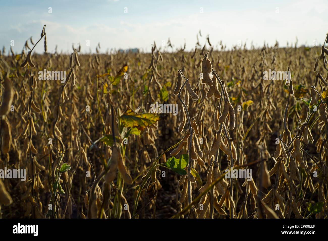 Soybean in a drought-stricken field near Firmat. Soybean reaching half ...