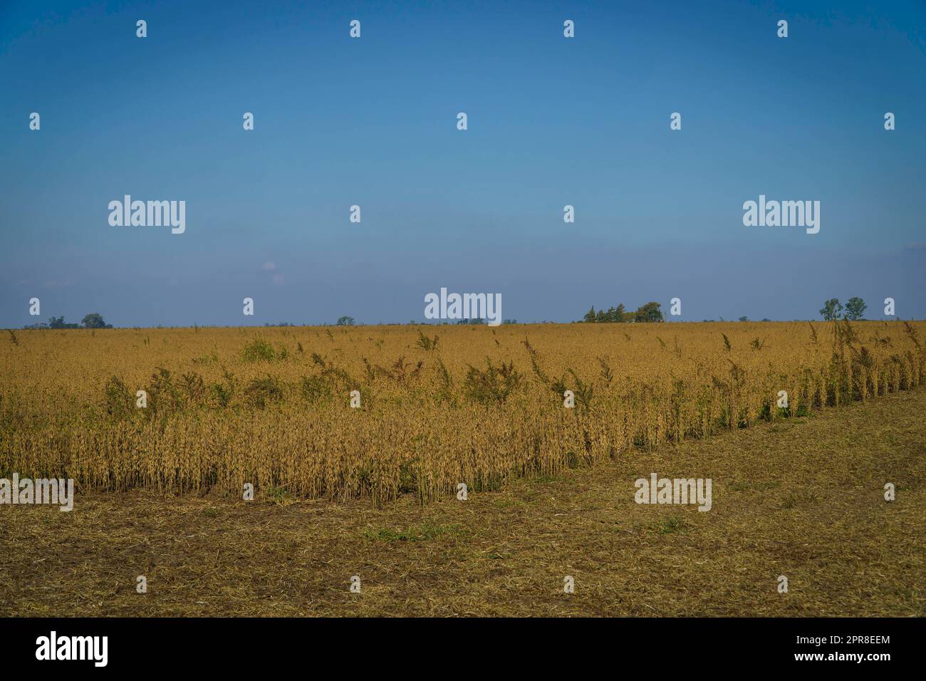 A drought-stricken soybean field near Firmat. Soybean reaching half the ...