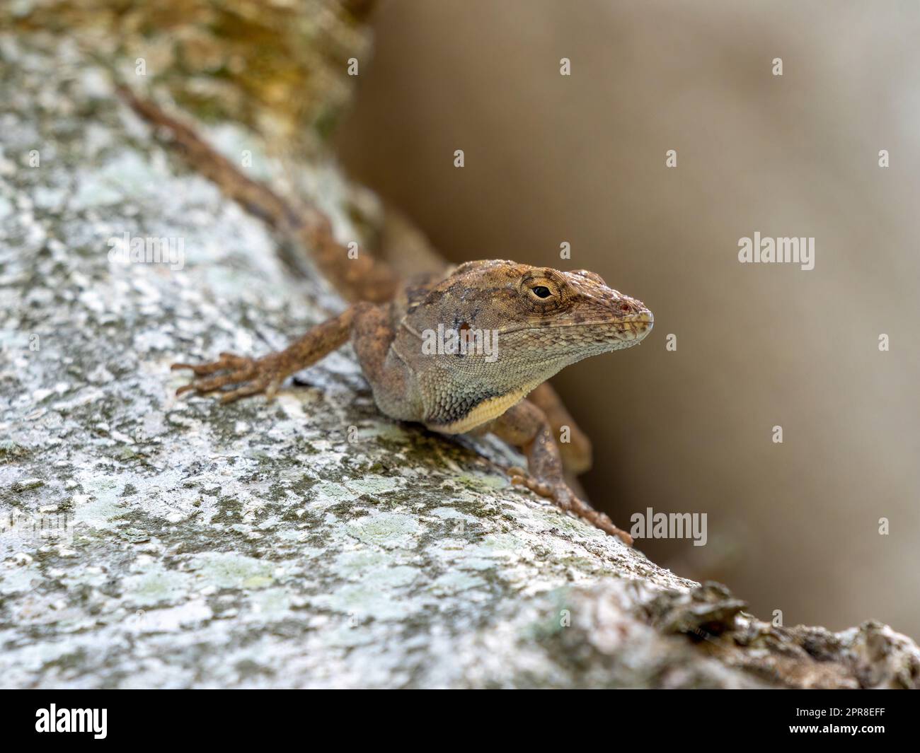 Smooth inspect hi-res stock photography and images - Alamy
