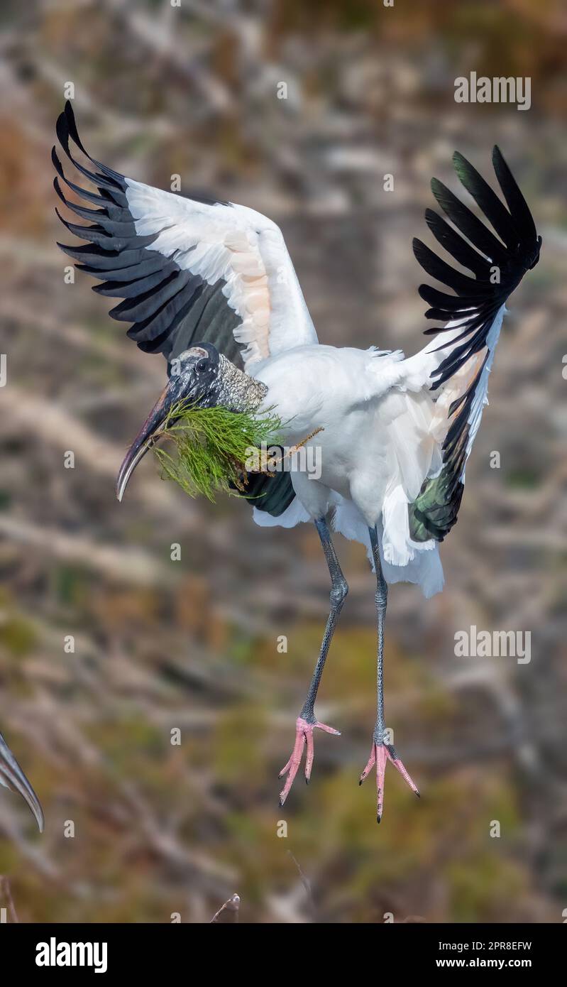 An African sacred ibis bird with long wings in flight, soaring through ...