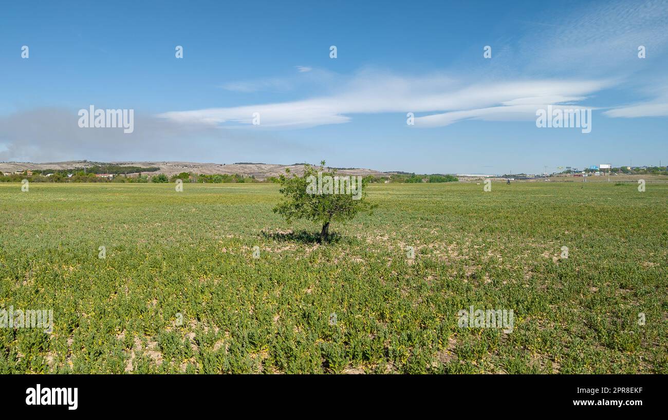 Small tree with a rounded crown in the middle of a green field and a ...