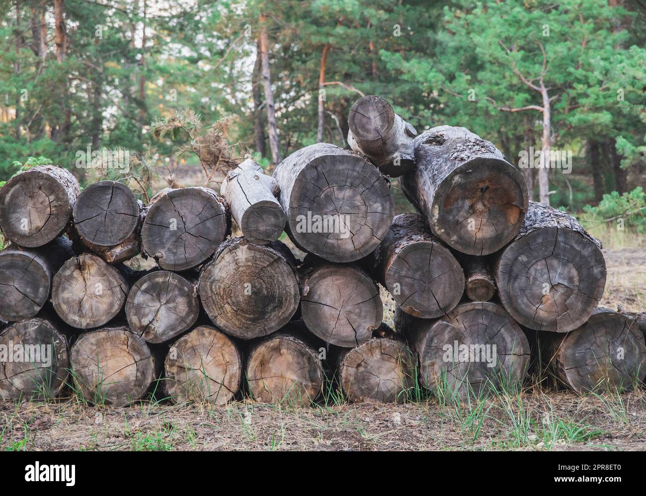 The tree of lie hi-res stock photography and images - Alamy