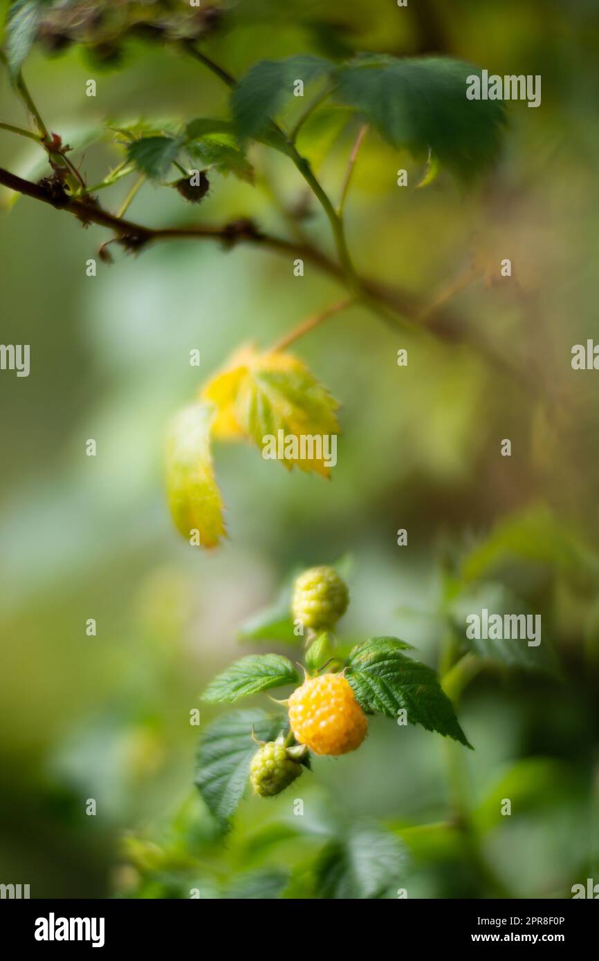 Ripe, juicy raspberries hanging on bushes in a garden or farm, with ...