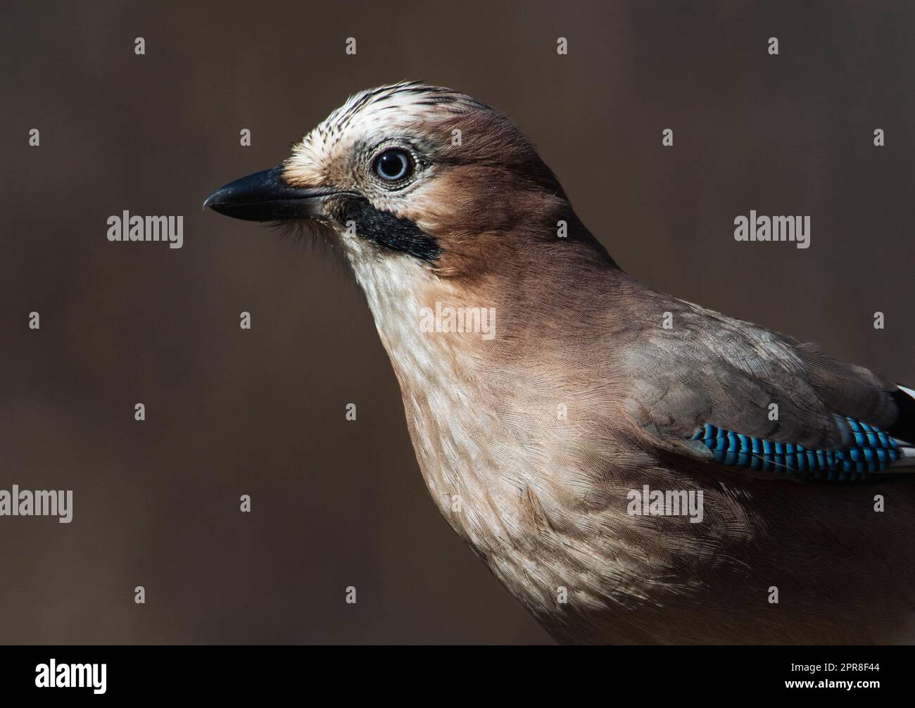 Eurasian Jay Portrait Stock Photo - Alamy