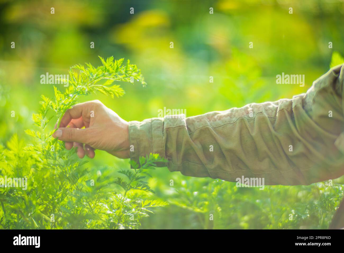 Farmer's hand touches agricultural crops close up. Growing vegetables ...
