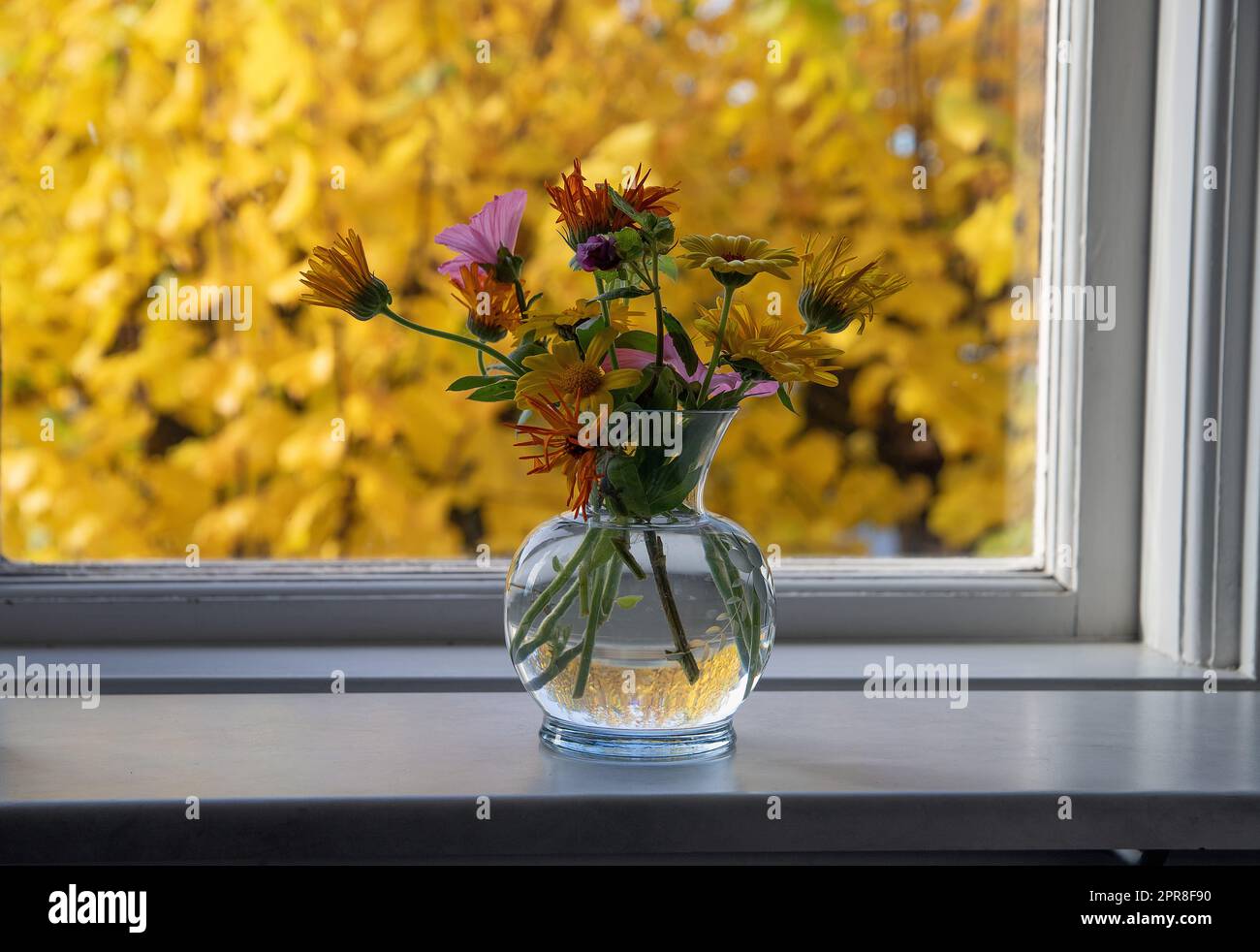 an autumn day seen through a window. photo: Bo Arrhed Stock Photo - Alamy