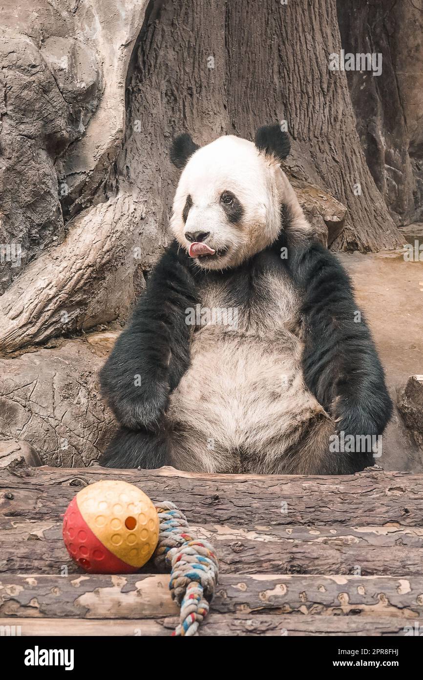 Giant Panda Zoo Habitat