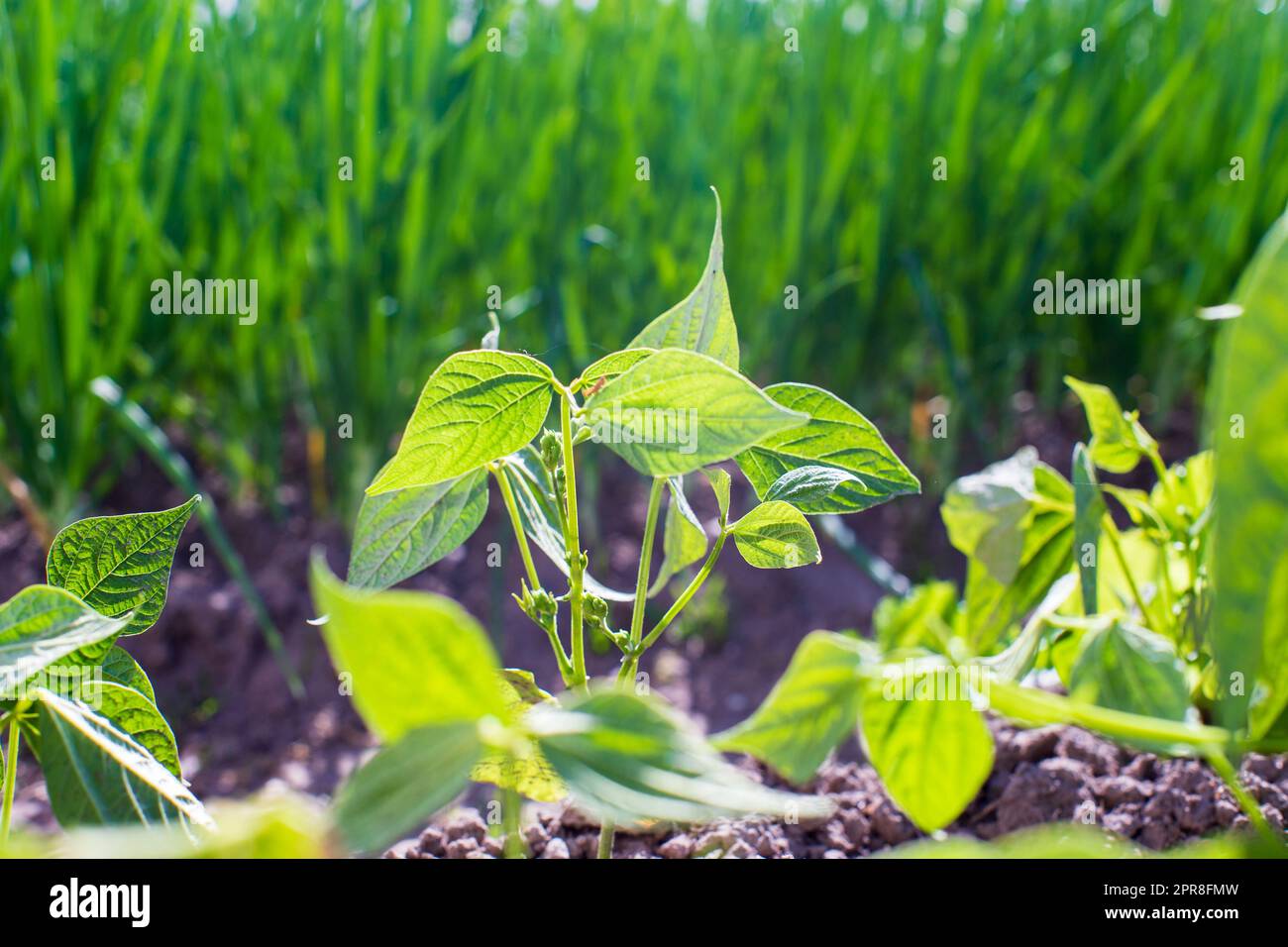 Bean crops planted in soil get ripe under sun. Cultivated land close up ...