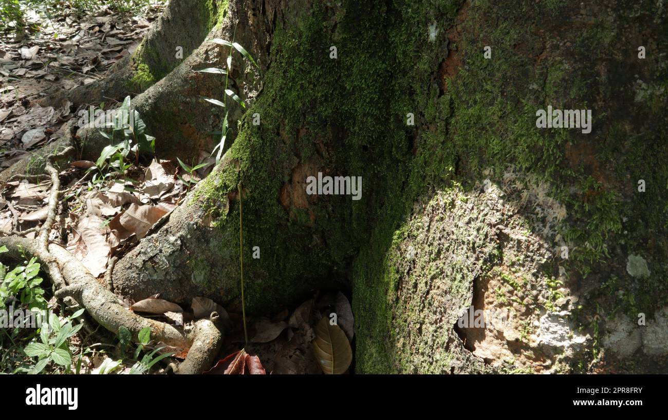 The ground view of a Jack tree large root structure and trunk surface ...