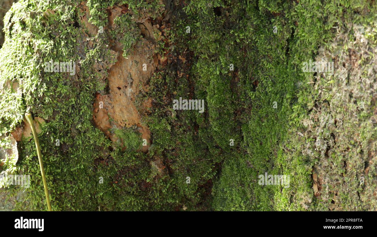 Jack trunk surface hi-res stock photography and images - Alamy