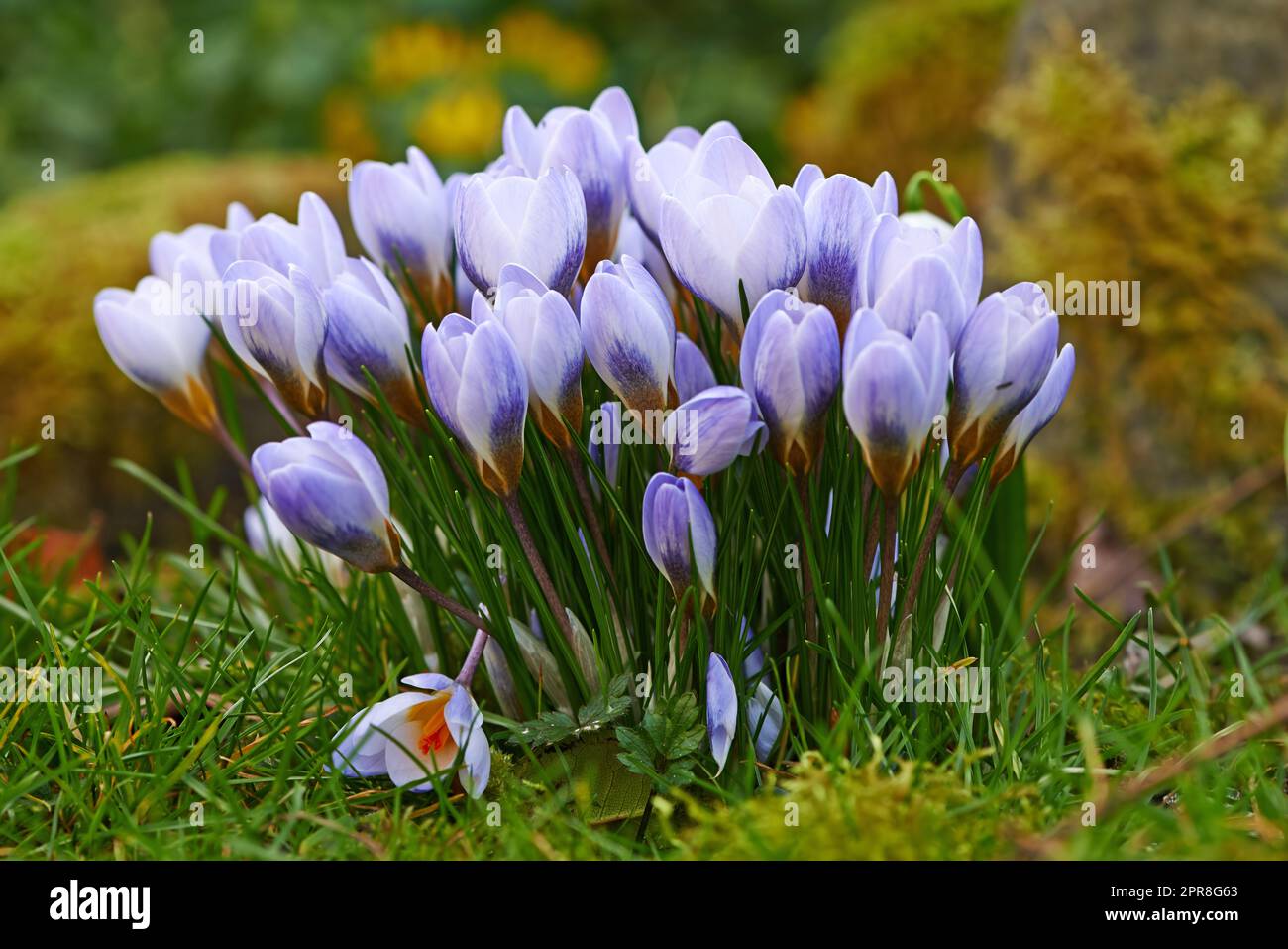 Closeup of fresh Crocus flowers growing on a lawn or garden. A bunch of ...