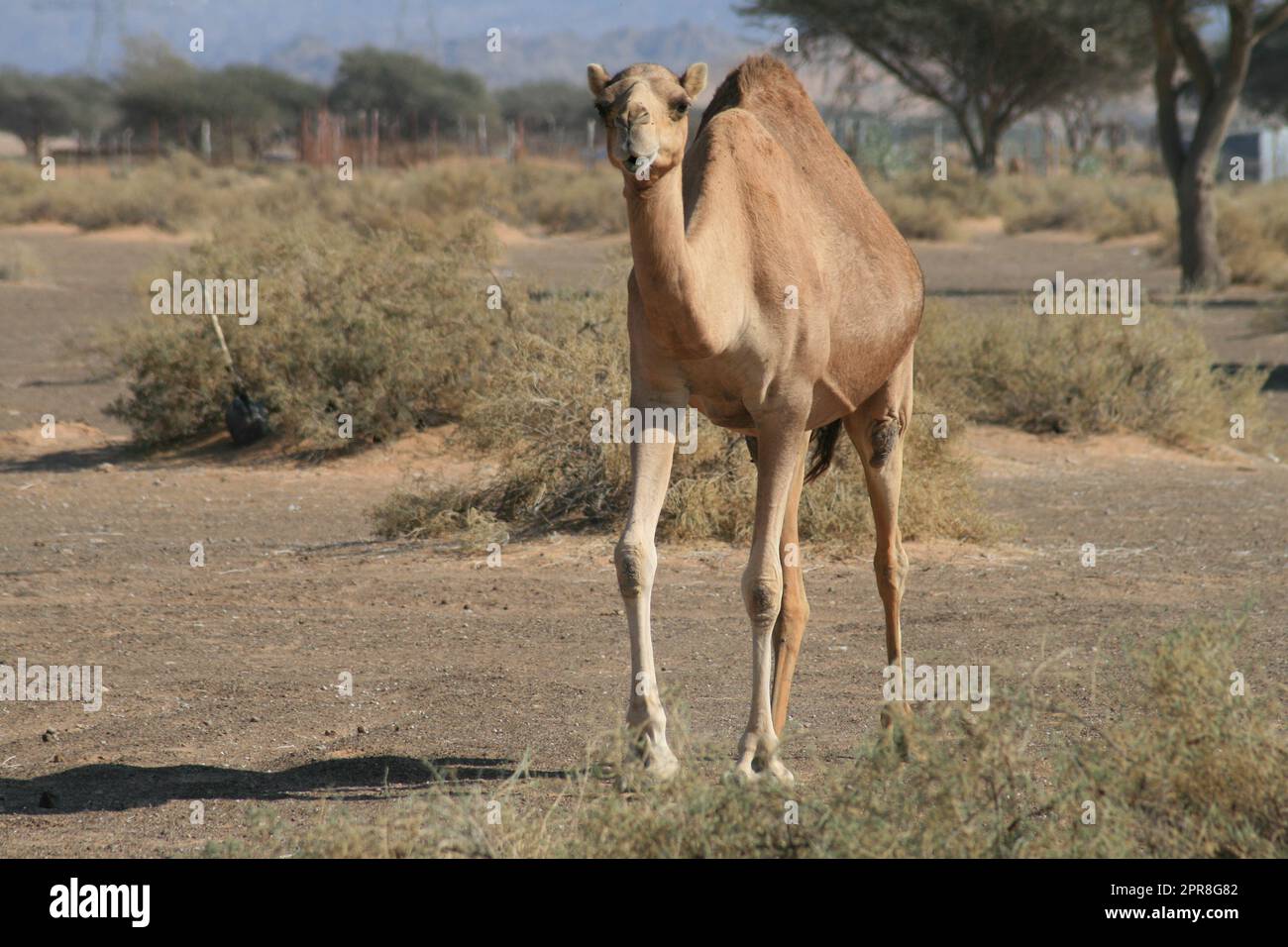 Desert tree camel hi-res stock photography and images - Alamy