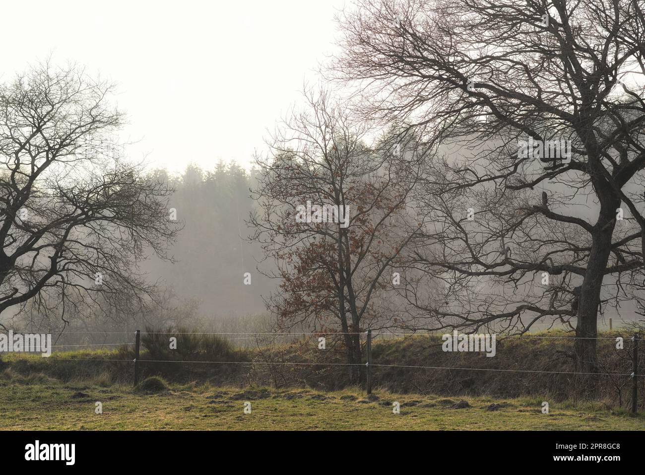 Autumn leafless trees in a forest on a misty morning with copy space ...