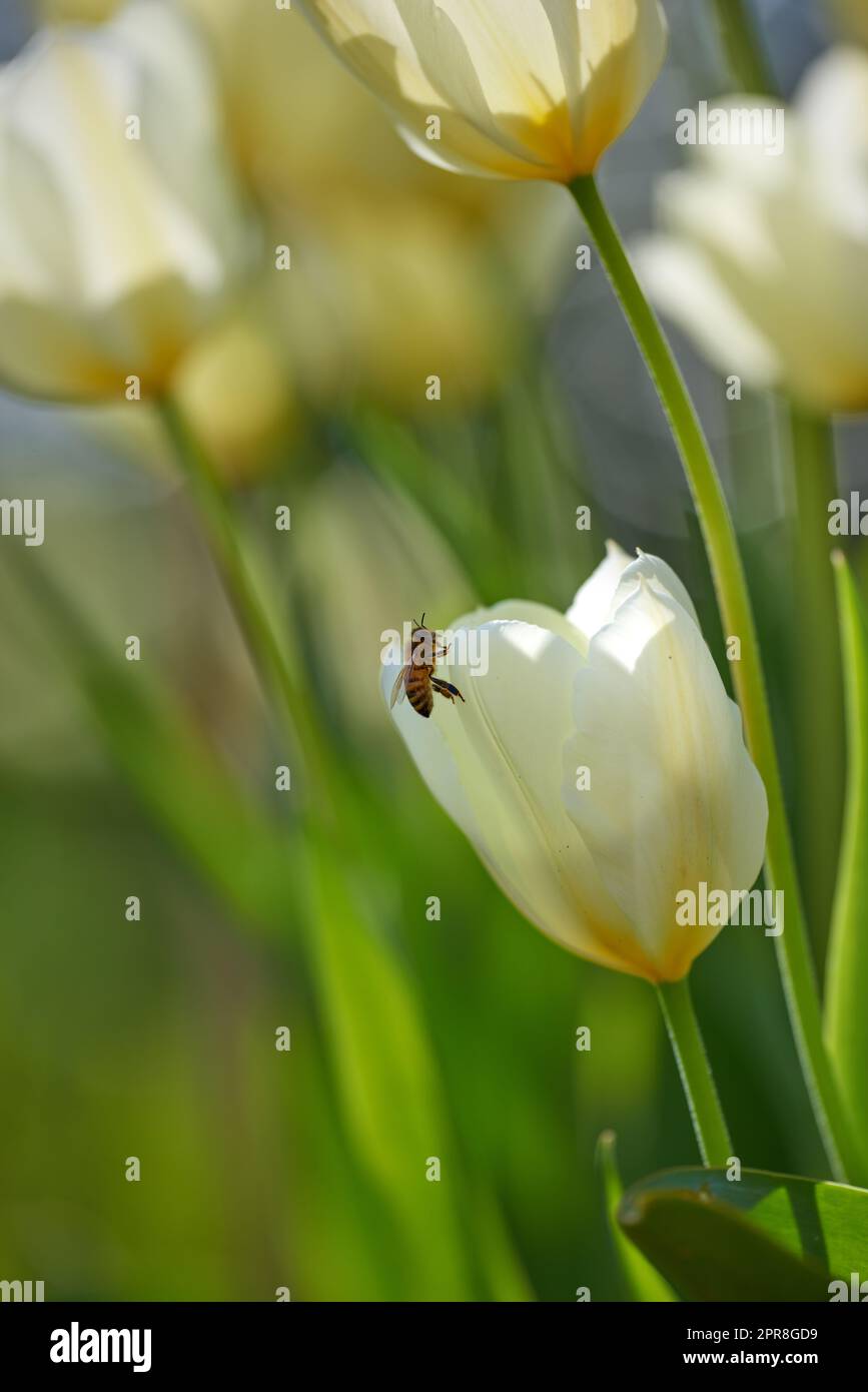Closeup of a honey bee on white Tulips in a green garden in springtime ...