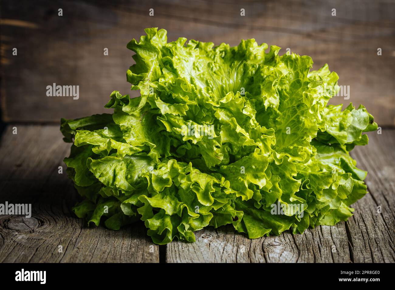 Silk Green Leaf Lettuce