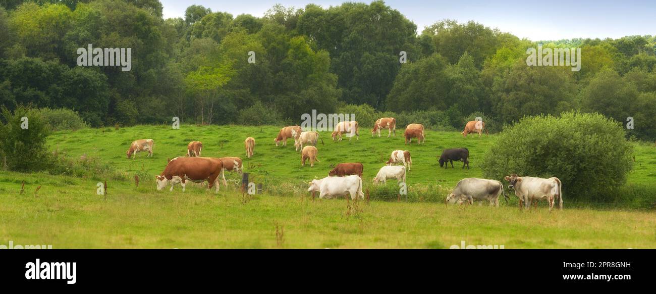 Herd of cows eating grass on a field in the rural countryside. Lush ...