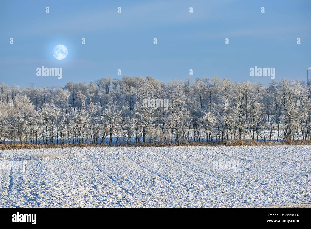 Tall trees on an open field during winter on a cold moonlit night ...