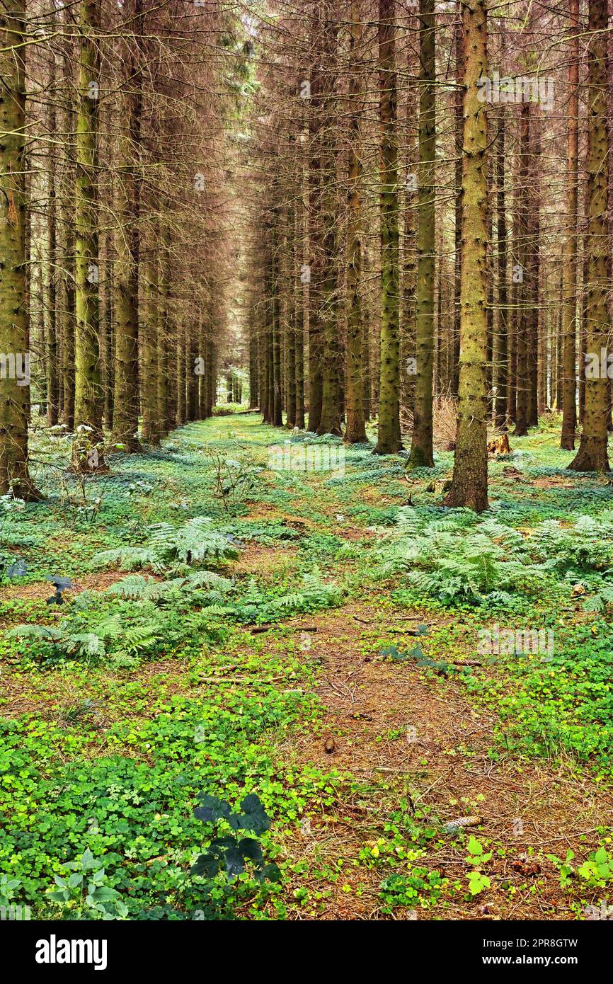 Landscape of a secluded grown planted forest with cultivated pine trees ...