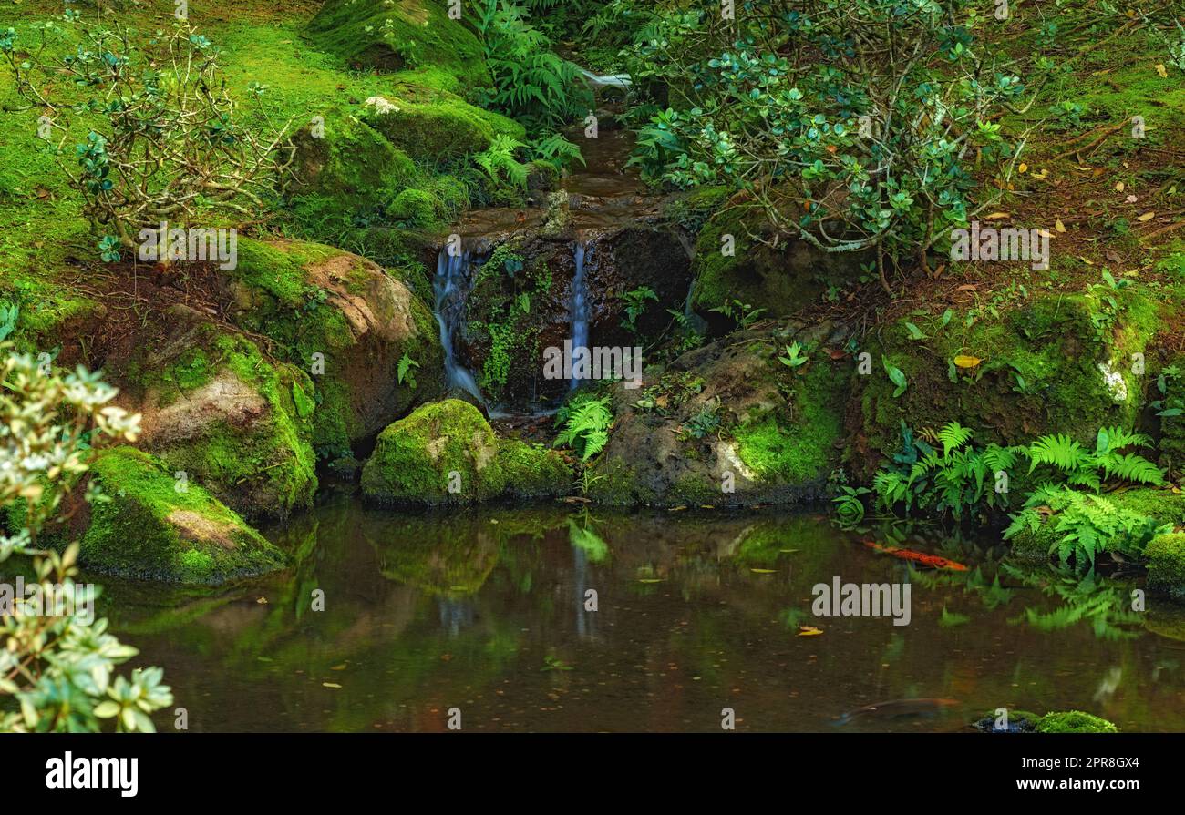 Tropical rainforest landscape hi-res stock photography and images - Alamy