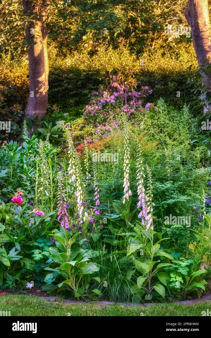 Beautiful and colourful flowering plants hi-res stock photography and ...